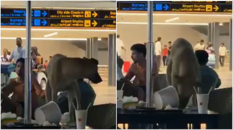 Stray dog found eating leftovers from table at Hyderabad airport. Viral ...