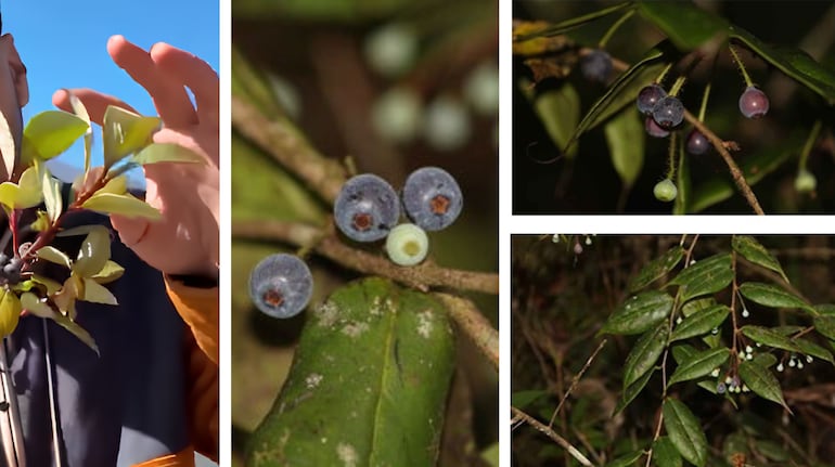 Found After 188 Years: India’s ‘Lost’ wild blueberry discovered in ...