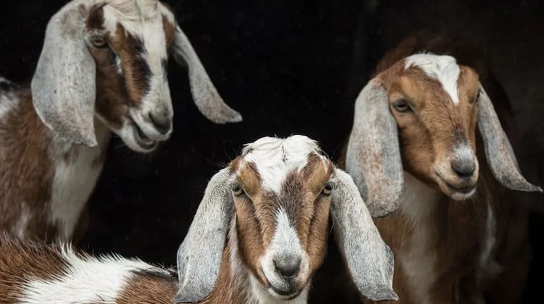 “Will carry it out later:” Pandharpur muslims postpone Bakri Eid goat ...