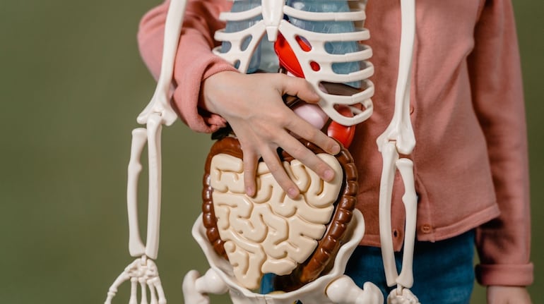 Stomach and intestines do far more than just digest food, new study ...