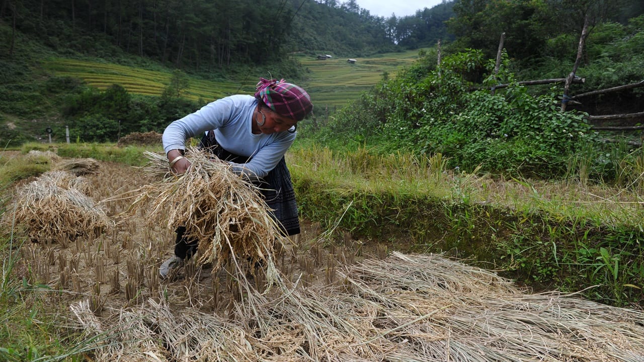Asia rice surges 20% in May as war and weather threaten output