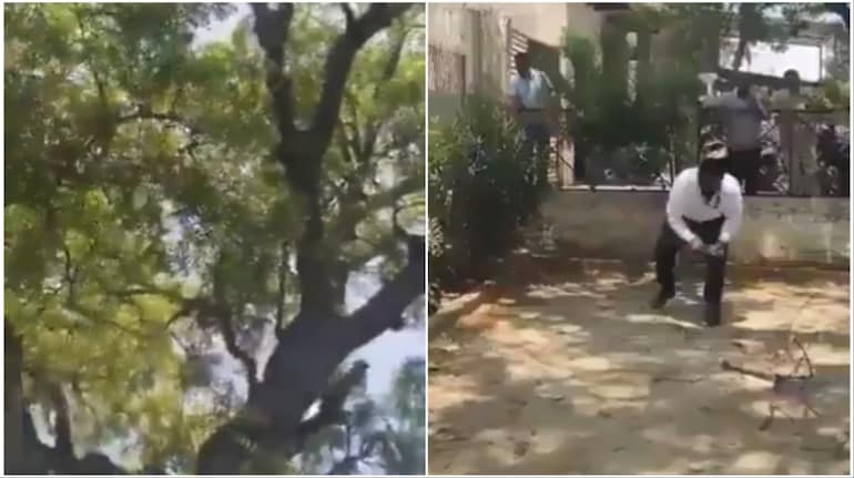 It's raining Rs 500 notes: Monkey snatches bag in UP, throws Rs 2 lakh ...