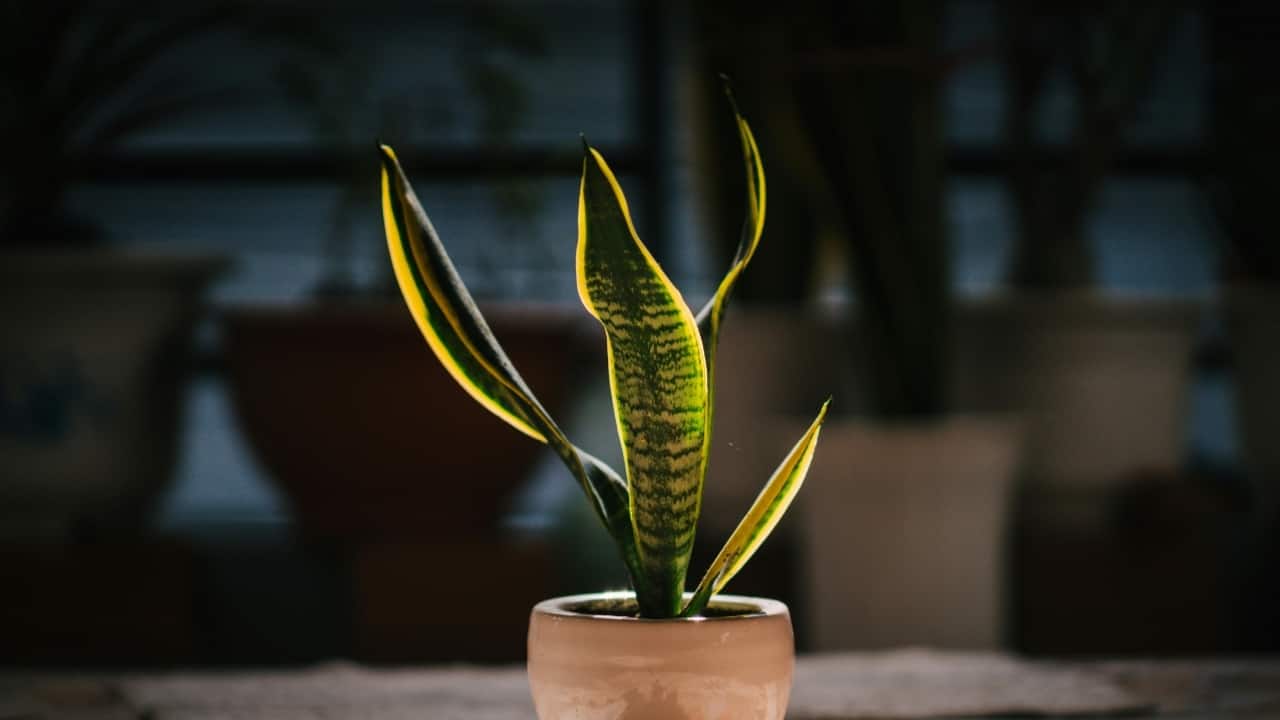 5 plants that can survive intense summer heat and require minimum watering