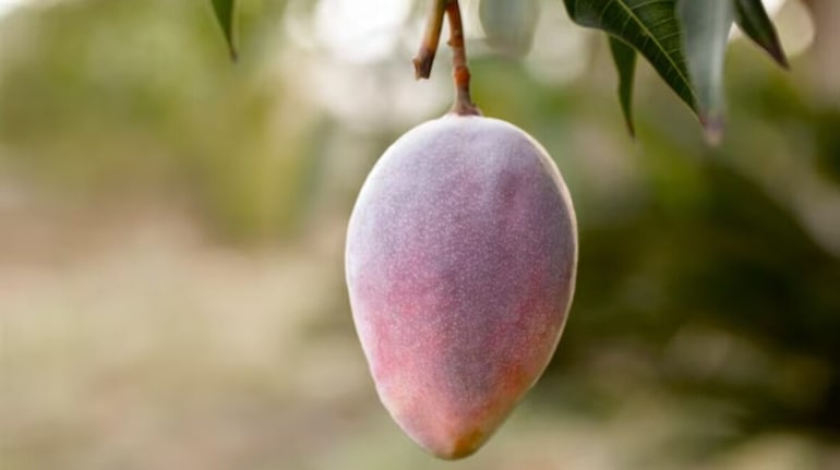 From teacher to ‘Mango Man’: How this MP farmer grows 35 varieties on a ...