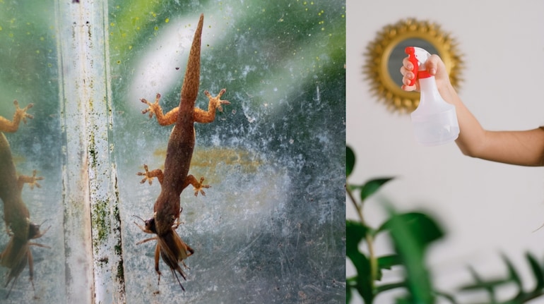 Scared of lizards and pests in your home? 10 home remedies to try to ...