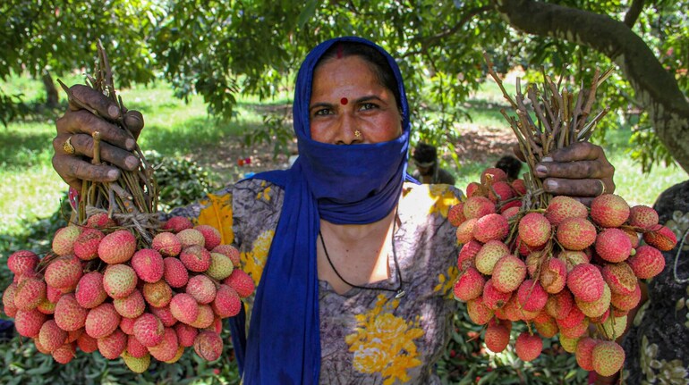 Litchi cultivation gains ground in Jammu as farmers reap higher returns ...
