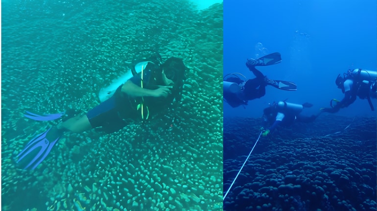 Meet the 'Potato Patch': A giant 1,800-year-old coral in Lakshadweep is ...