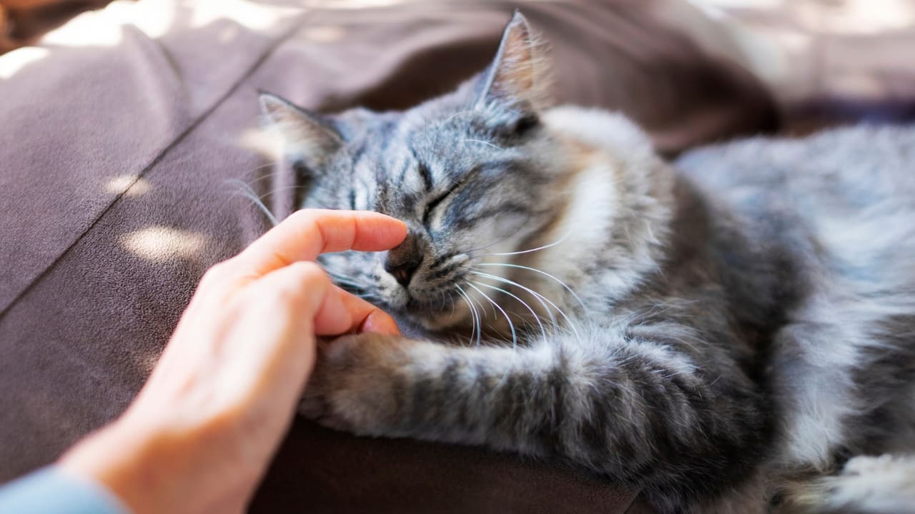 What do cats do when they are happy? Science reveals it's more than ...