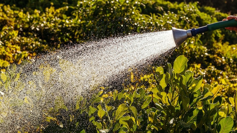 This is the best time to water your plants to keep them healthy during ...