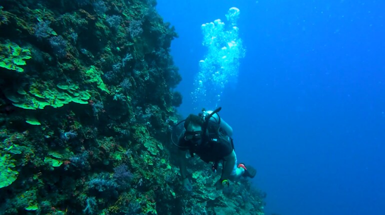'Modi will cut 1.5 crore trees': Rahul Gandhi drops scuba diving video ...