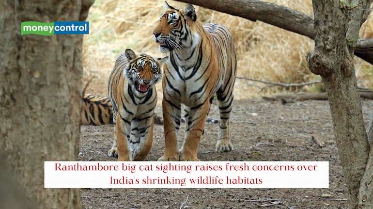 Ranthambore big cat sighting raises fresh concerns over India's ...