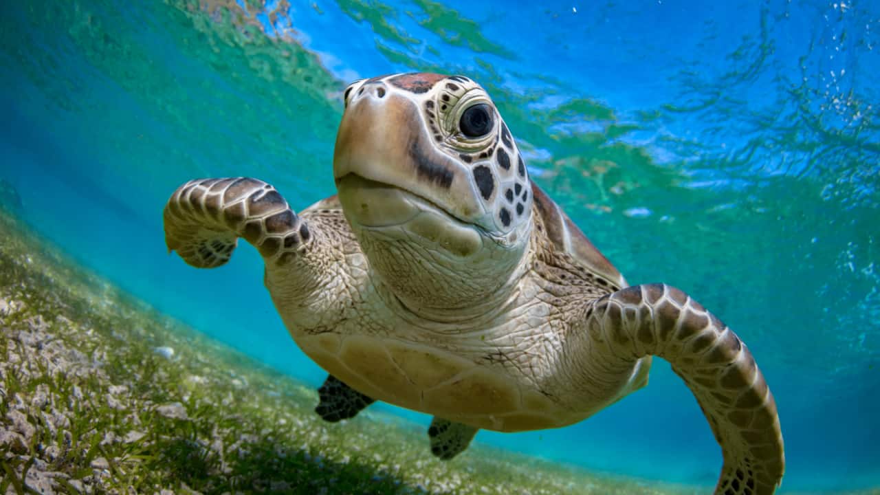 World Ocean Day 2026: 5 endangered animals of the Indian Ocean making a ...