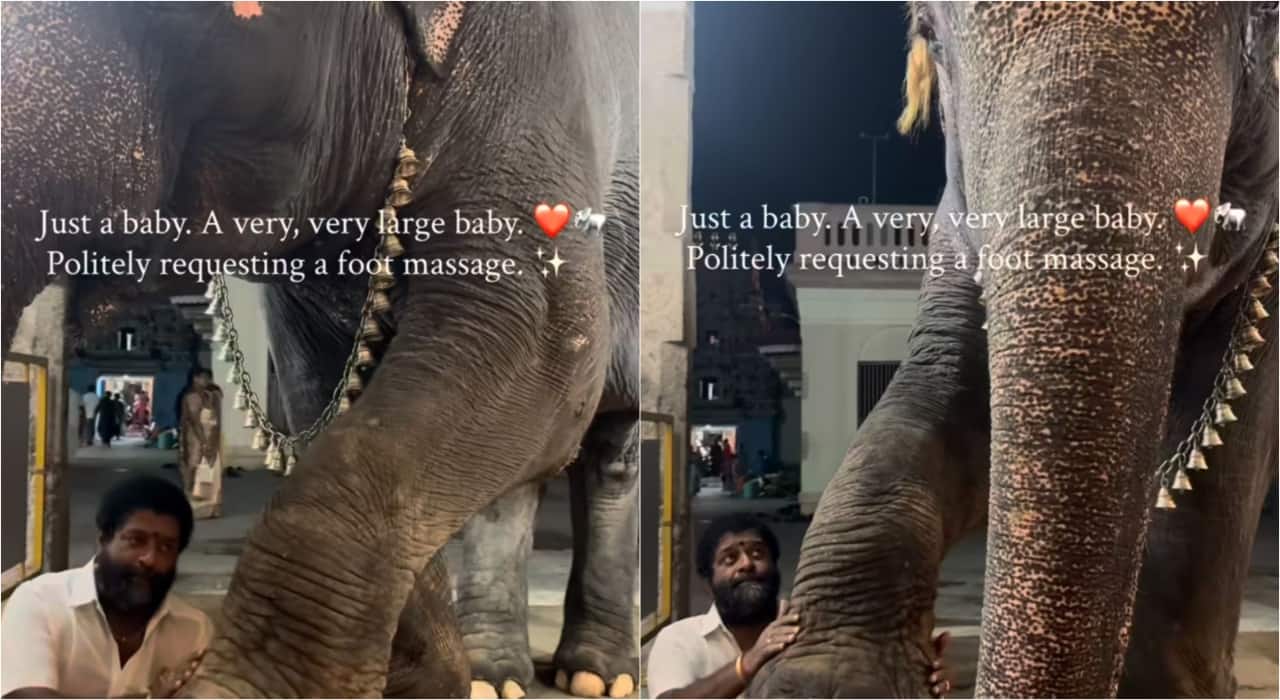 Watch: Elephant gets pampered with foot message from caretaker at Tamil ...