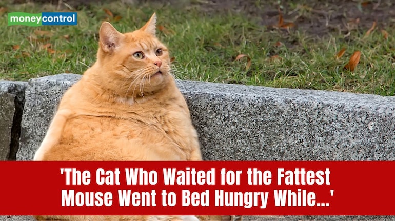 Spanish Proverb of the Day: 'The cat who waited for the fattest mouse ...