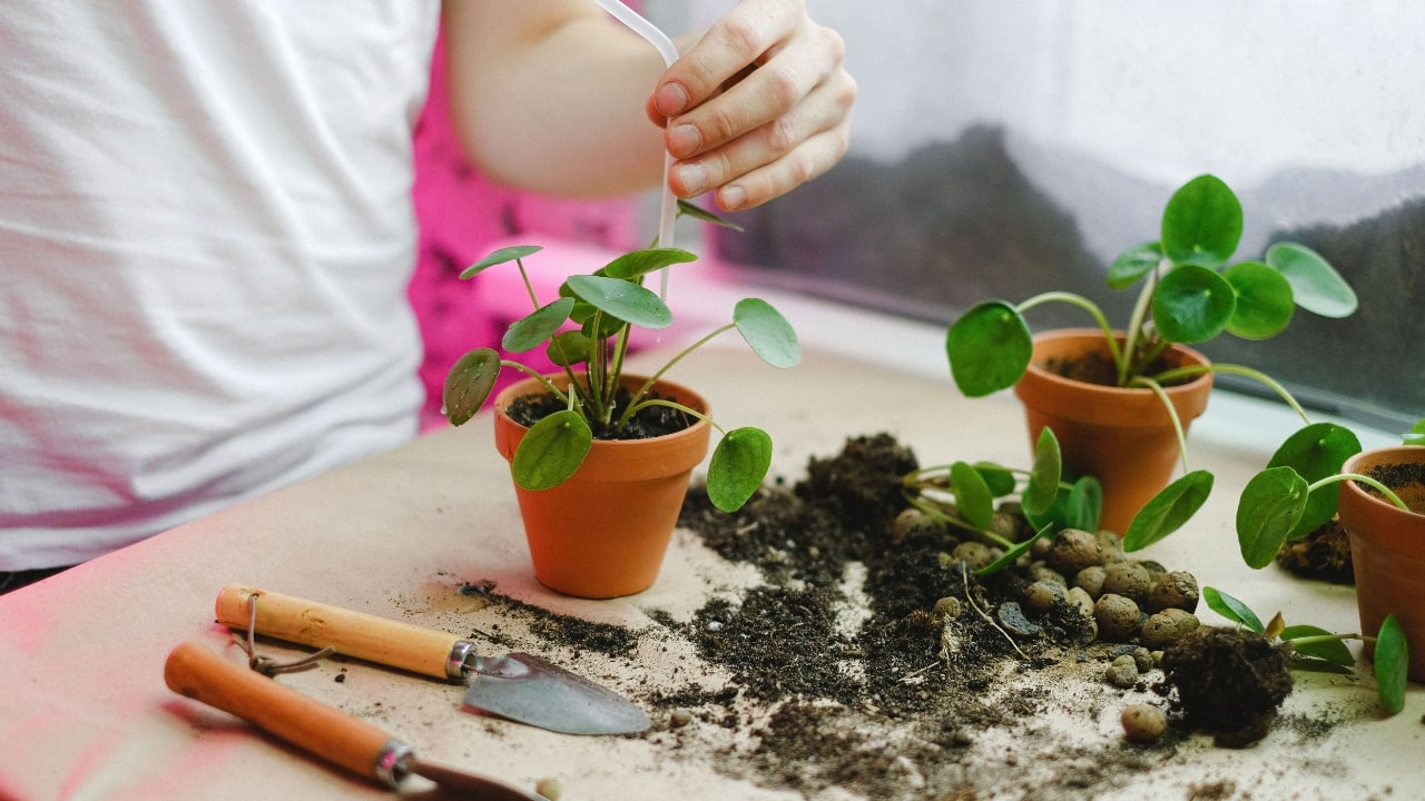 Want your money plant to grow faster? 7 tips to grow healthier, fuller ...