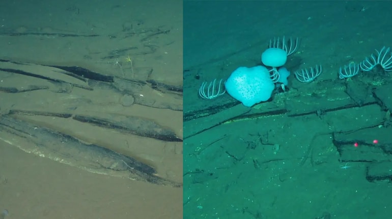 Whale Graveyard Mystery: 476 whale skeletons found in Indian Ocean ...