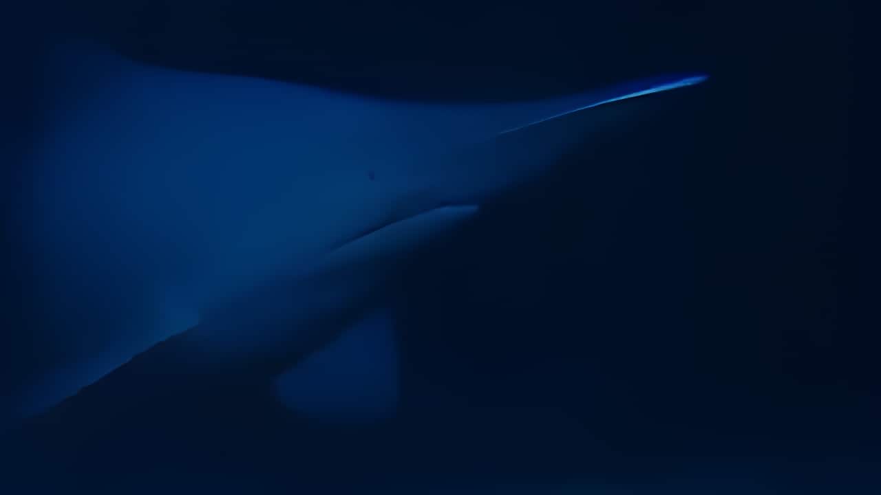 First-Ever Recording: Rare goblin shark filmed alive for the very first ...