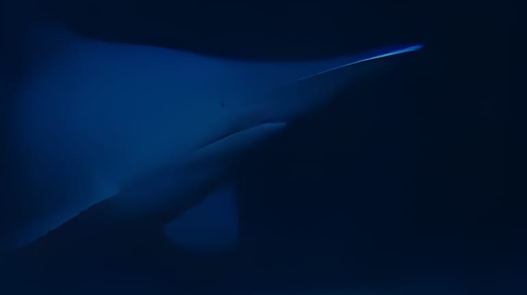 First-Ever Recording: Rare goblin shark filmed alive for the very first ...