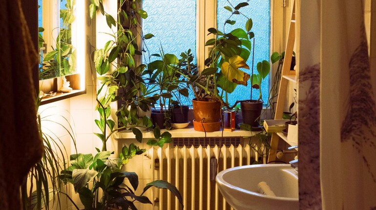 5 low-maintenance plants to give your bathroom a luxurious, tropical feel