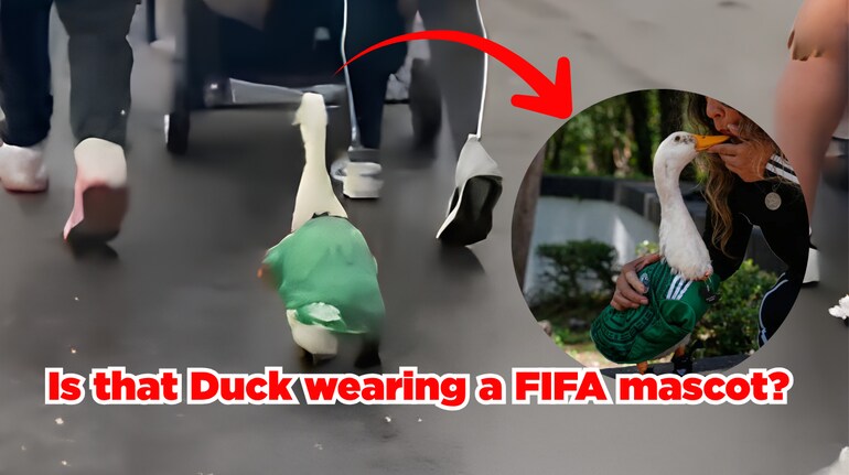 Meet Merlin: Can a 2-year-old duck be a FIFA World Cup fan? Science ...
