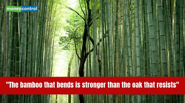 Proverb of the Day: "The bamboo that bends is stronger than the oak ...