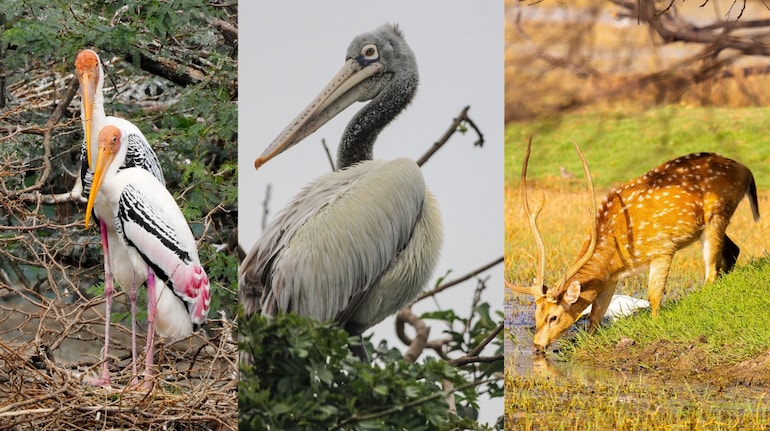 This summer vacation, take your children to these 5 wildlife and bird ...