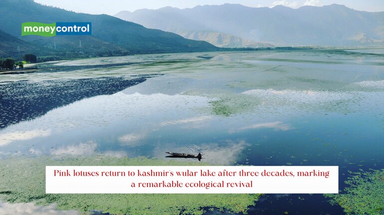 Pink lotuses return to kashmir's wular lake after three decades ...