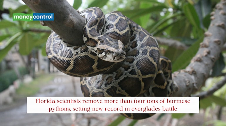 Florida scientists remove more than four tons of burmese pythons ...