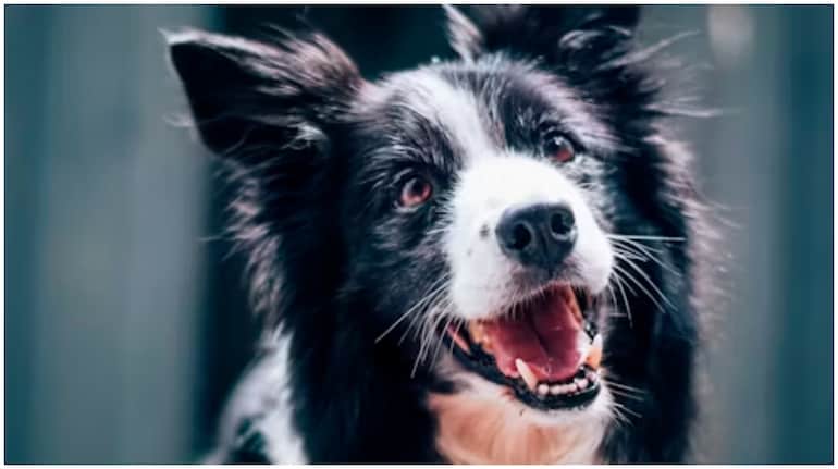 Samsung unveils AI tool that can detect health issues in pets from a photo