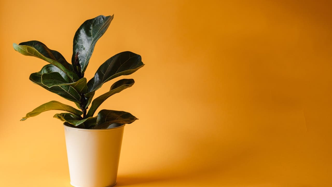 7 stunning plants that can make your house look luxurious and expensive ...