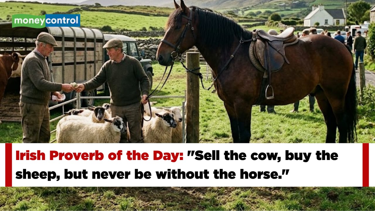 Irish Proverb of the Day: "Sell the cow, buy the sheep, but never be ...